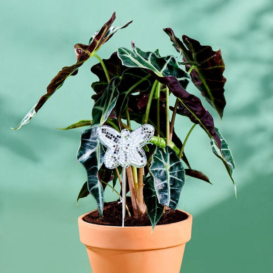Paloverde Botanicals | Plant Gift Boxes & Disco Plant Decor