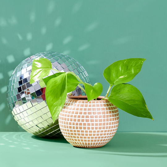 Disco Garden - Disco Ball Plant Stakes - Paloverde Botanicals