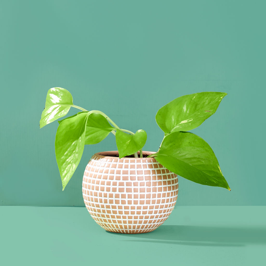 Disco Garden - Disco Ball Plant Stakes - Paloverde Botanicals