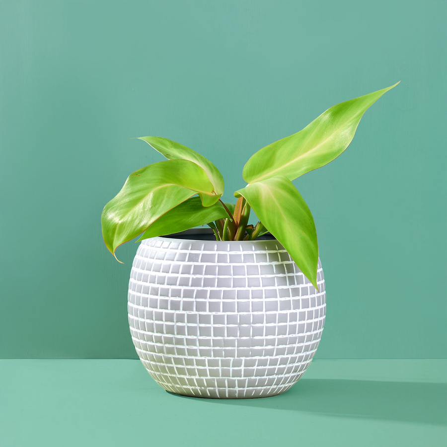 Disco Garden - Disco Ball Plant Stakes - Paloverde Botanicals