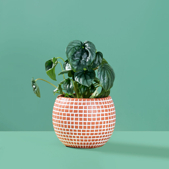 Disco Garden - Disco Ball Plant Stakes - Paloverde Botanicals