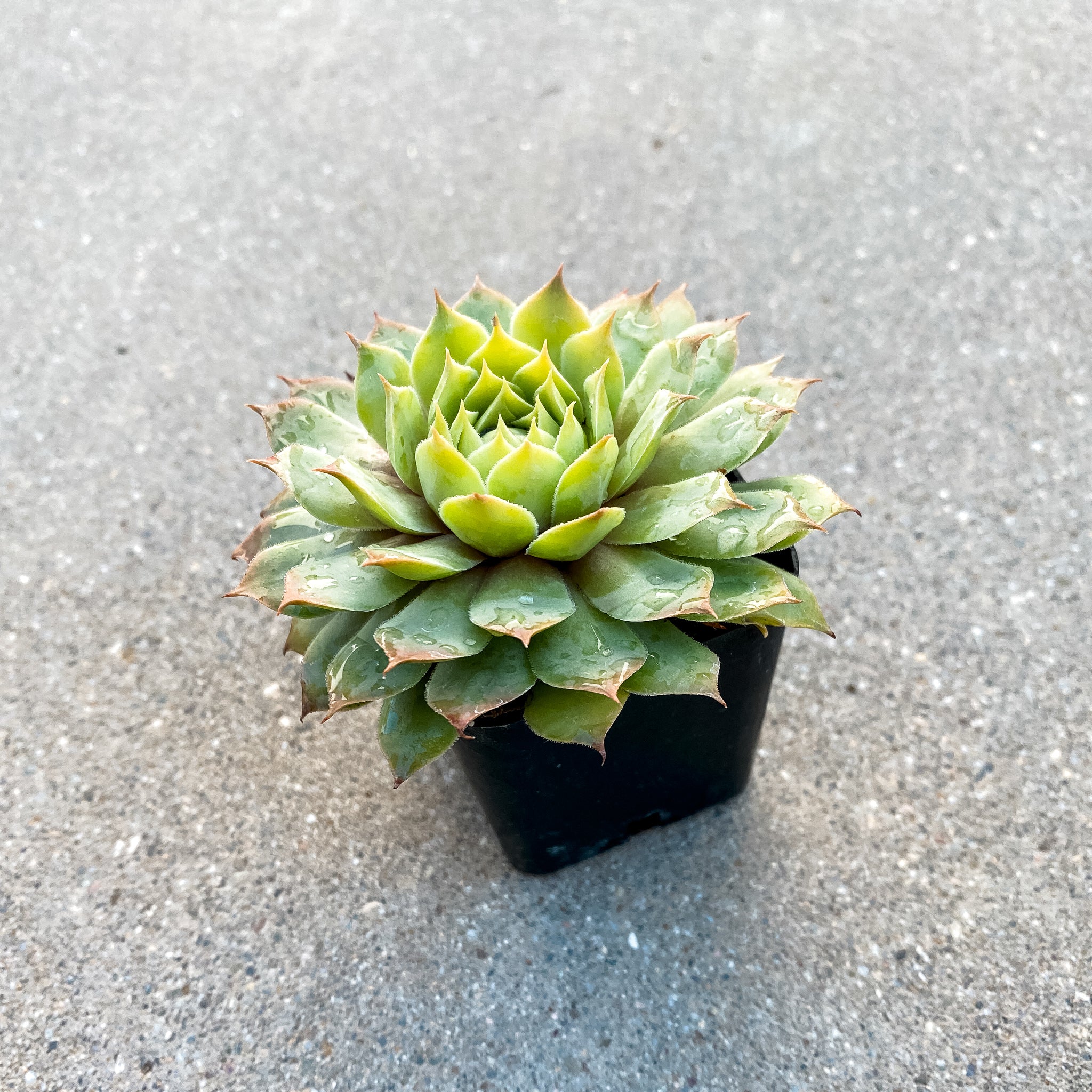 Sempervivum Gold Nugget 2" Succulents - Plant Gifts – Paloverde Botanicals
